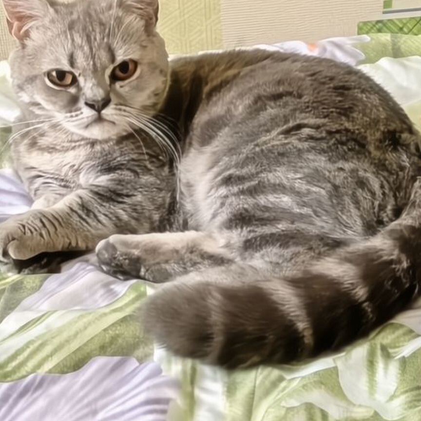 Британская короткошёрстная кошка, взрослая