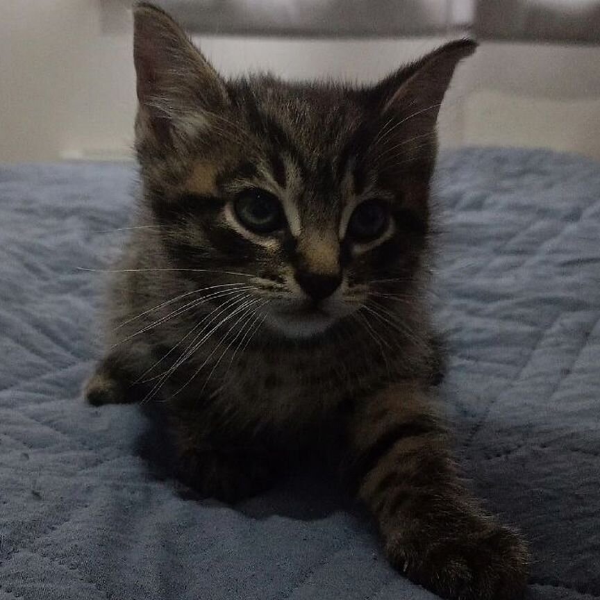 Домашний котенок в добрые руки бесплатно
