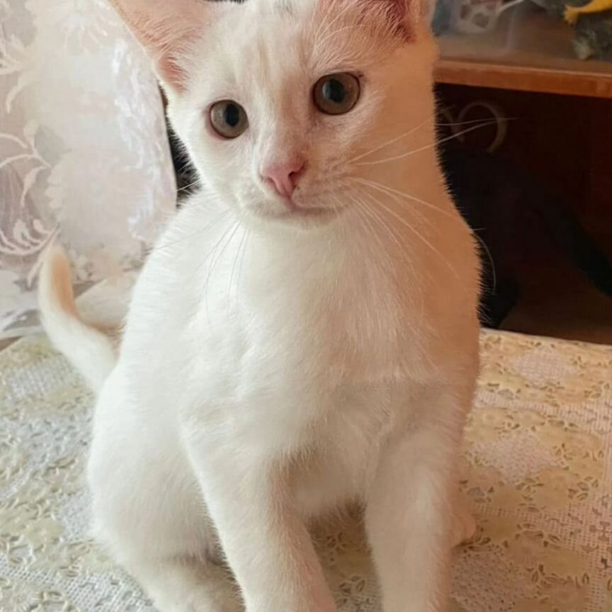 Котик