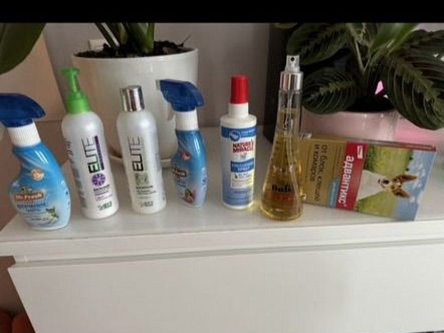 Вещи для собаки бесплатно