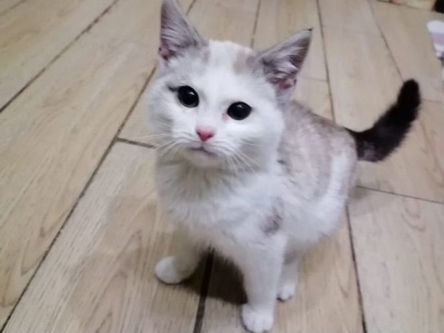 Котик в добрые руки