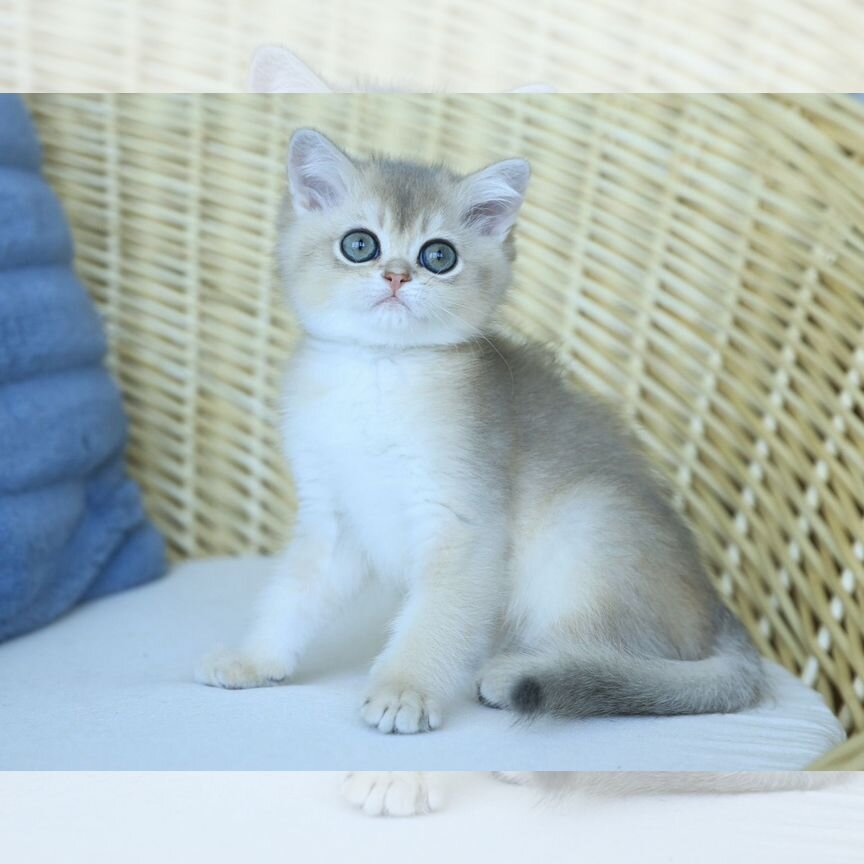 Британский короткошёрстный котёнок