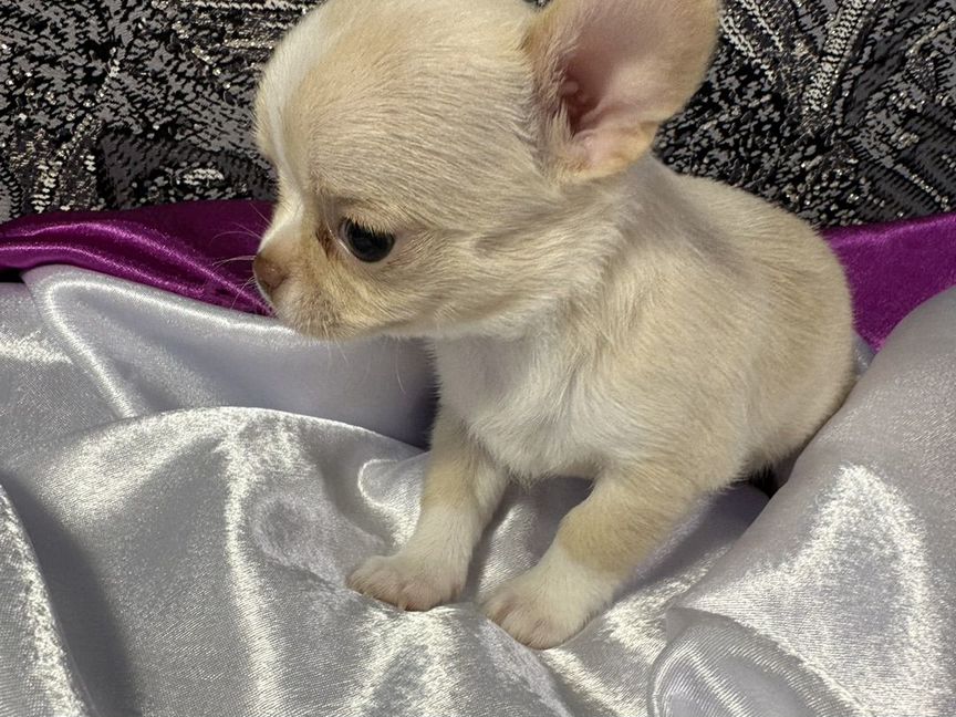 Щенки чихуахуа мини