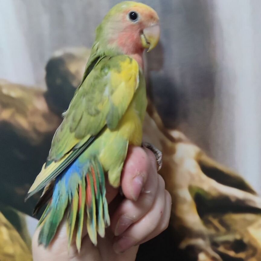 Попугай неразлучники ручные