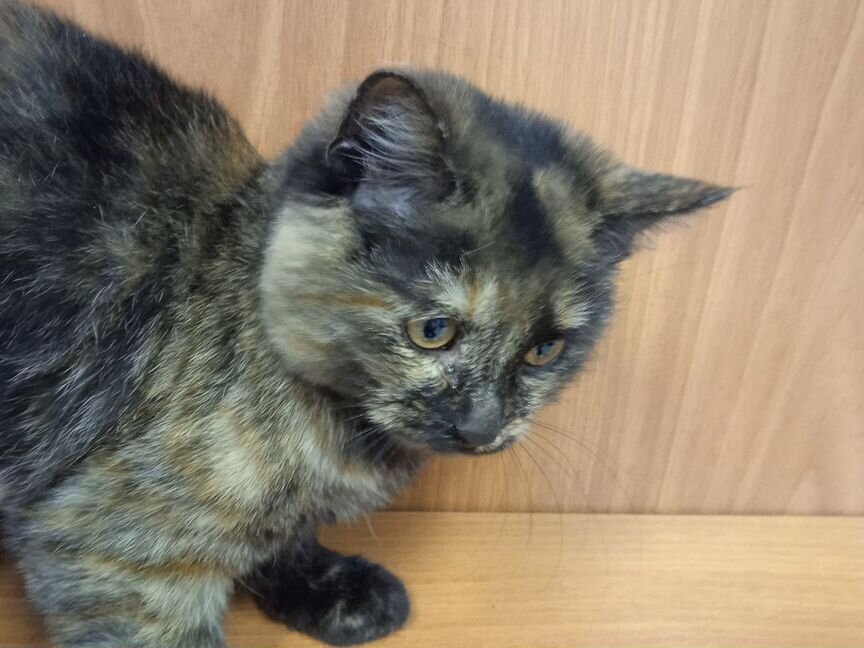 Кошечка в добрые руки