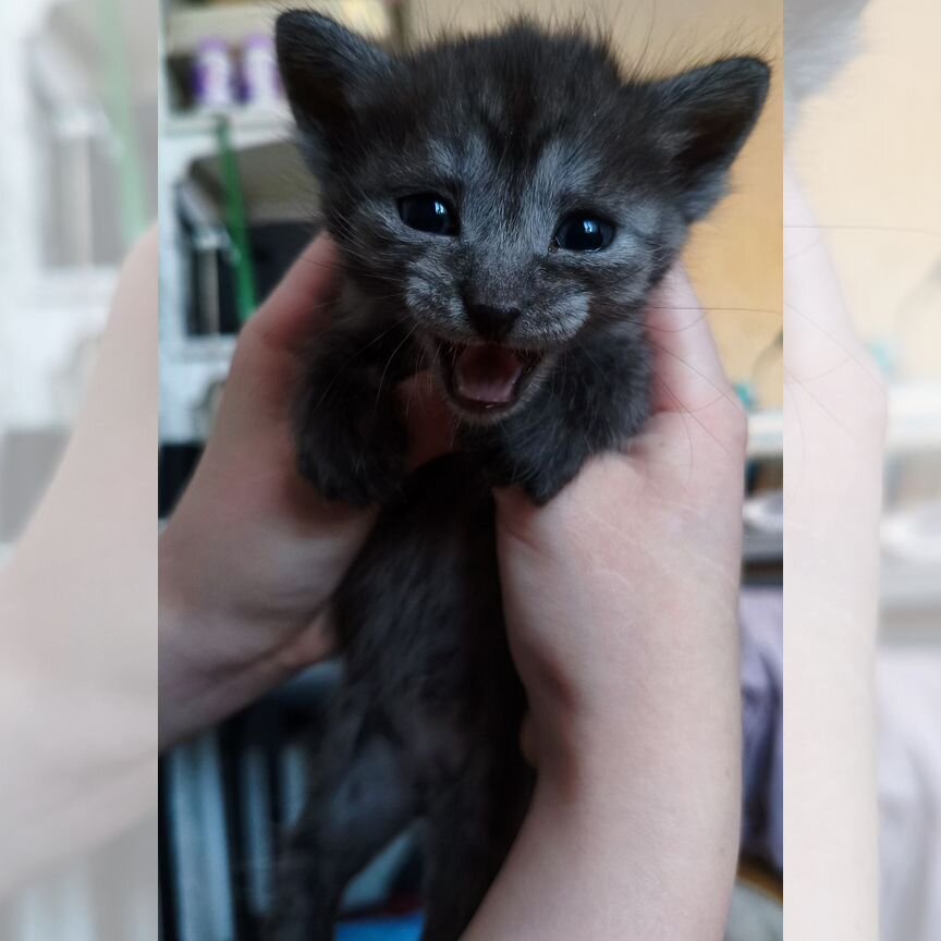 Котёнок в добрые руки