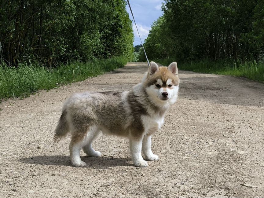 Рыжик помски