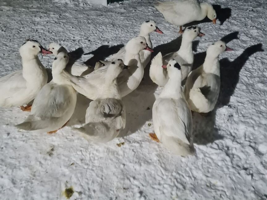 Утки муларды