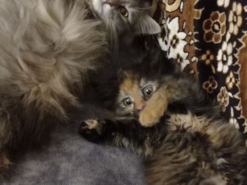 Кошка рябка богатка