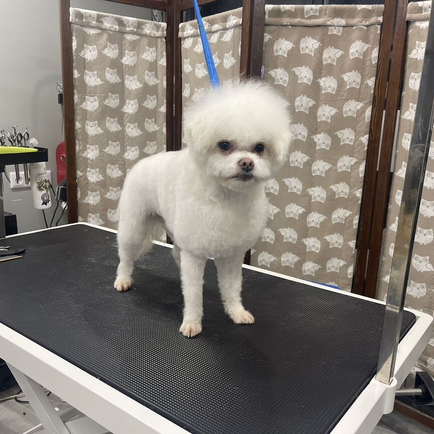 Мальтипу, щенок