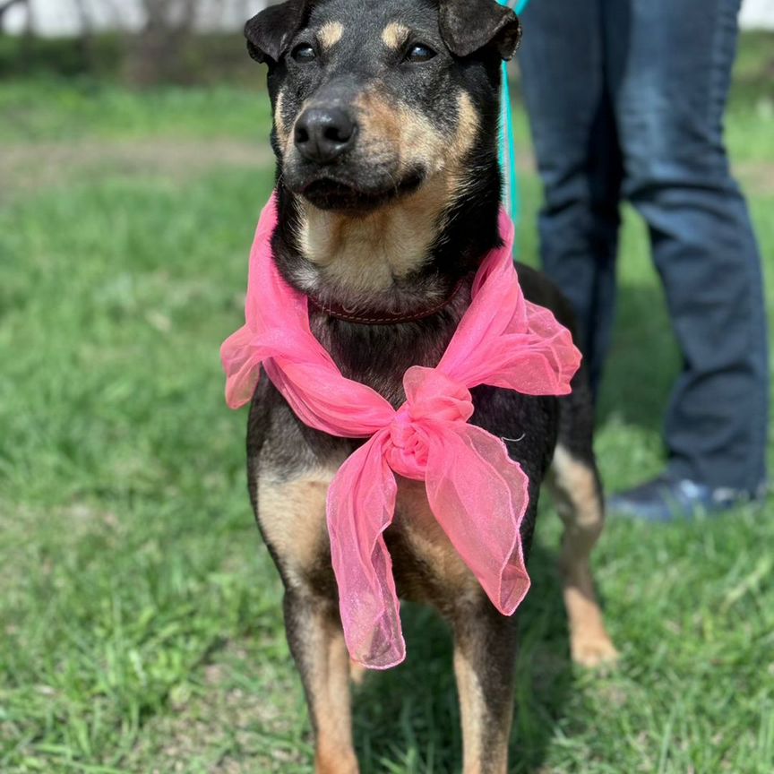 Цыпа - небольшая собака из приюта