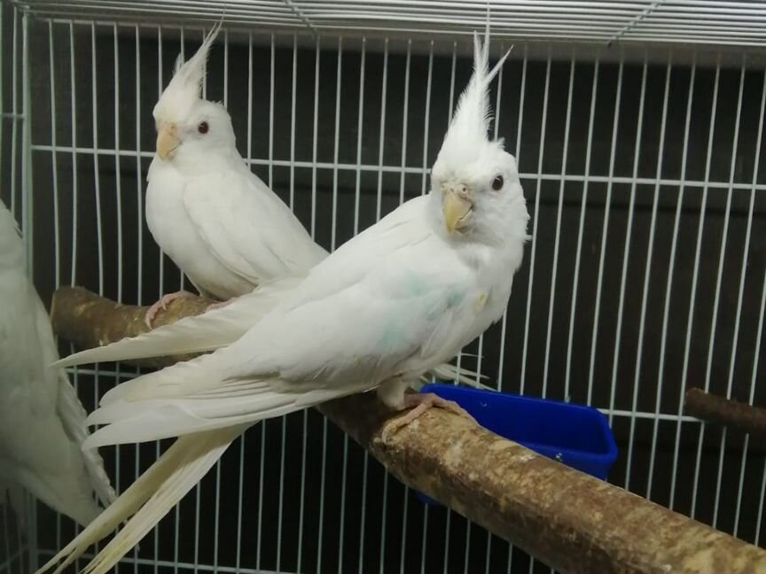 Попугай безщекий