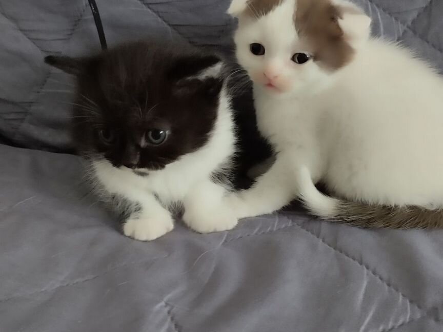 Шотландские котята