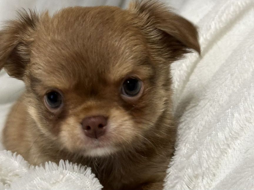 6 девочек чихуа с РКФ