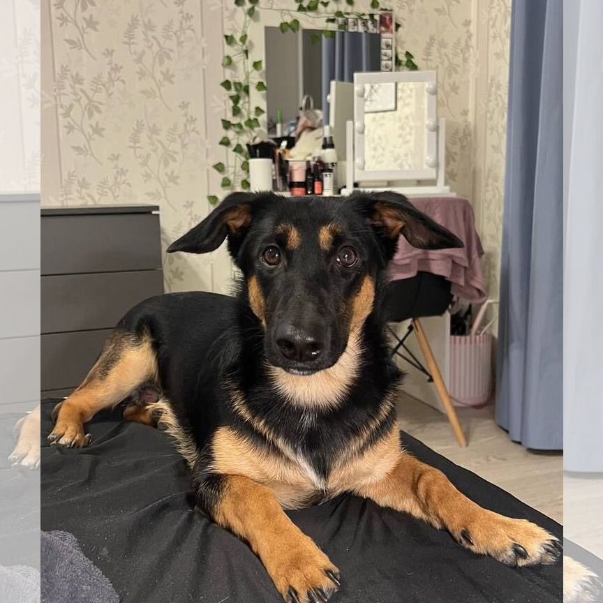 Щенок в добрые руки