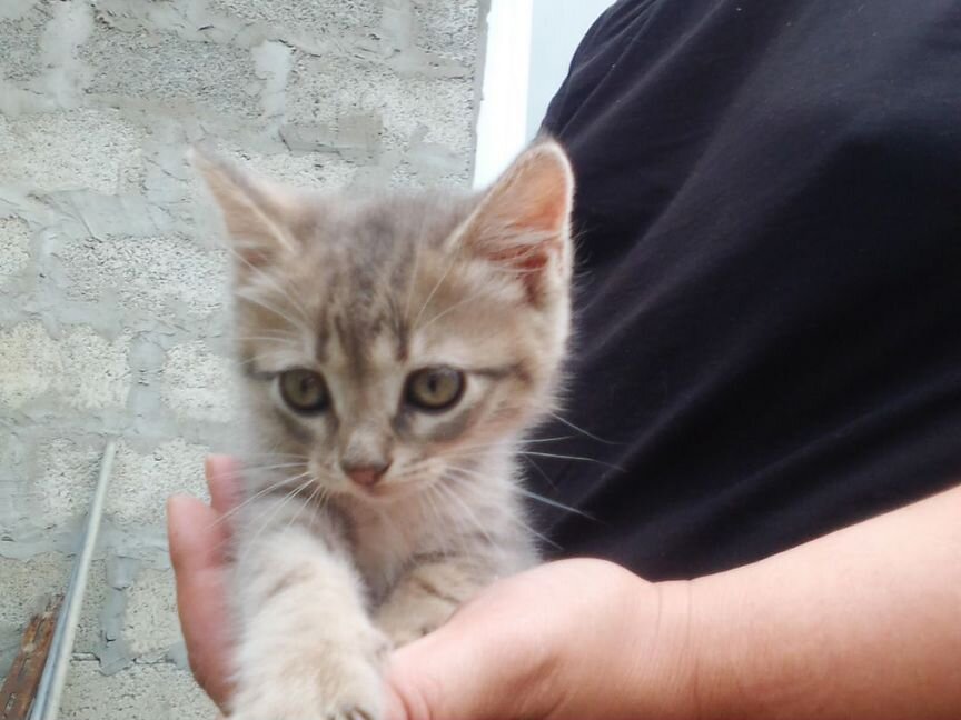 Котята пацаны