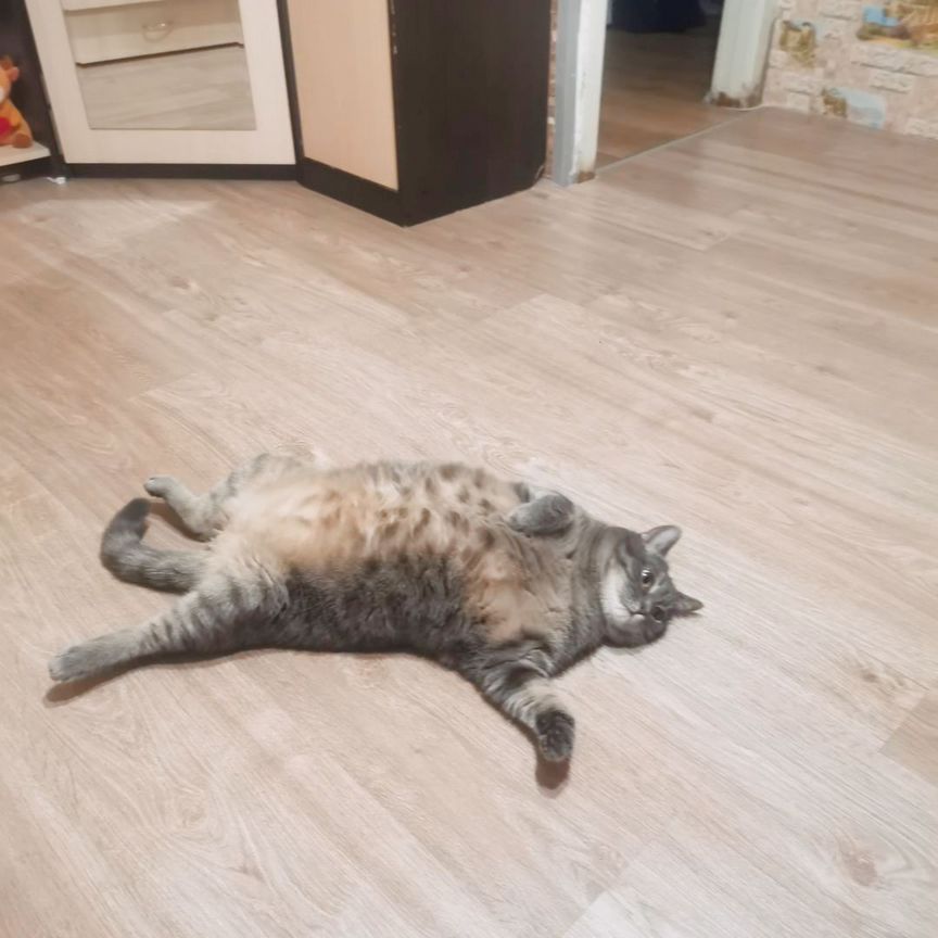 Котик Зефир