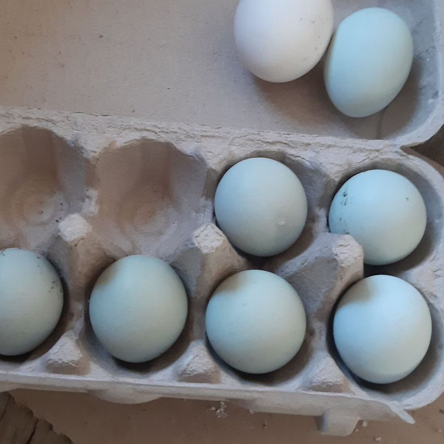 Яйцо куриное оплодотворенное