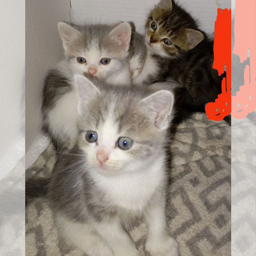 Котята от домашней кошки и шотландского кота