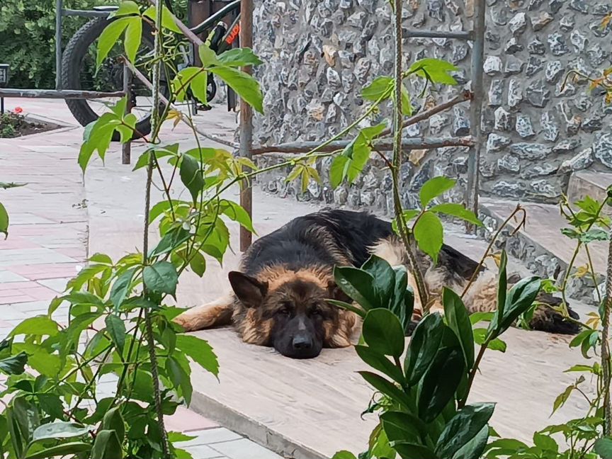 Вязка, кобель немецкой овчарки, длинник