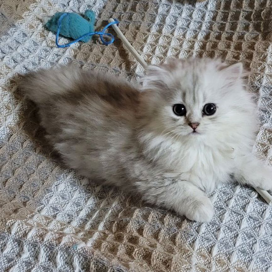 Британский длинношёрстный котёнок