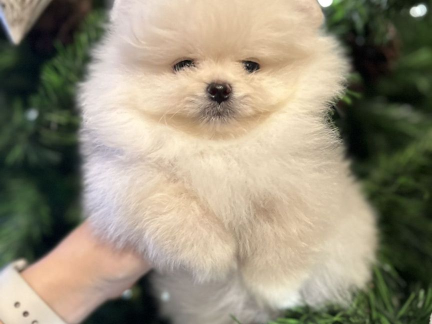 Щенки померанского шпица медвежьего типа