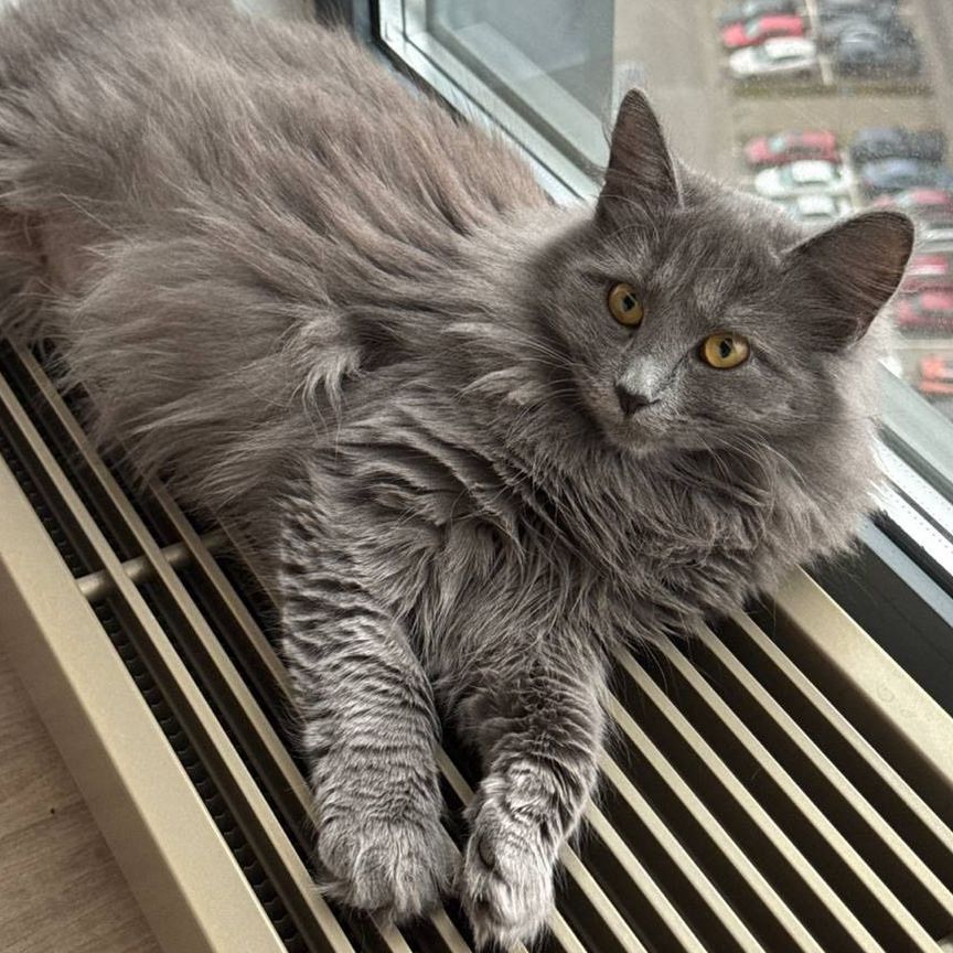 Русский голубой котёнок