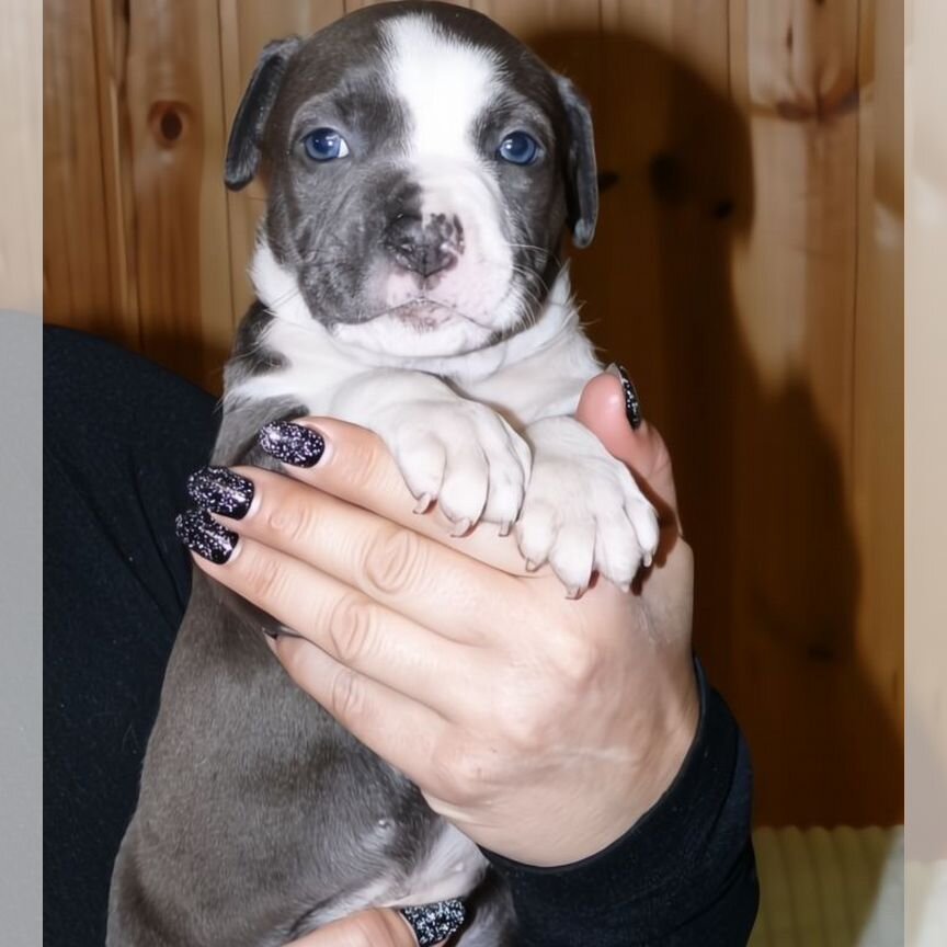 Американский стаффордширский терьер, щенок