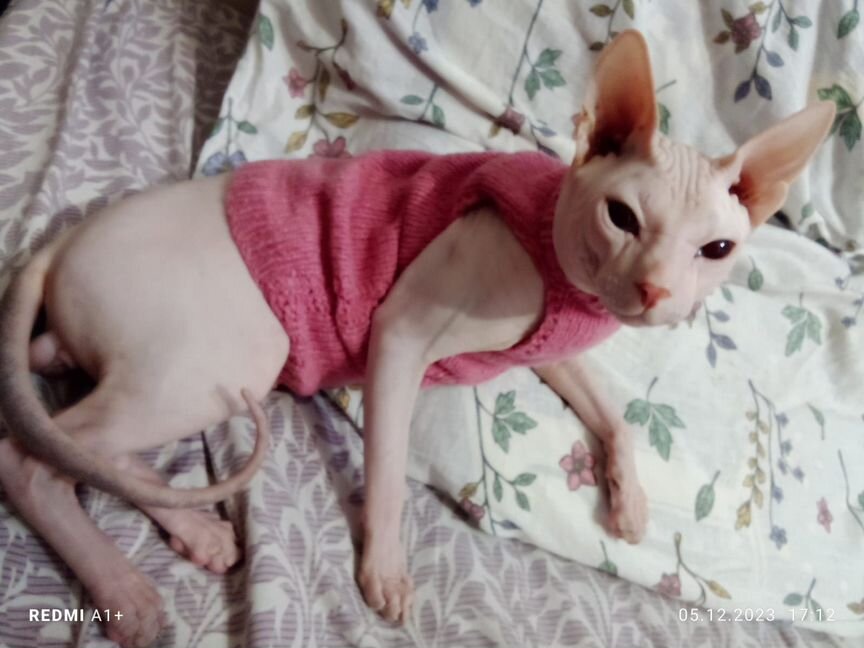 Кот Аид сфинкс