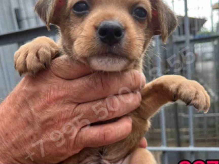 Спасеныши ищут дом