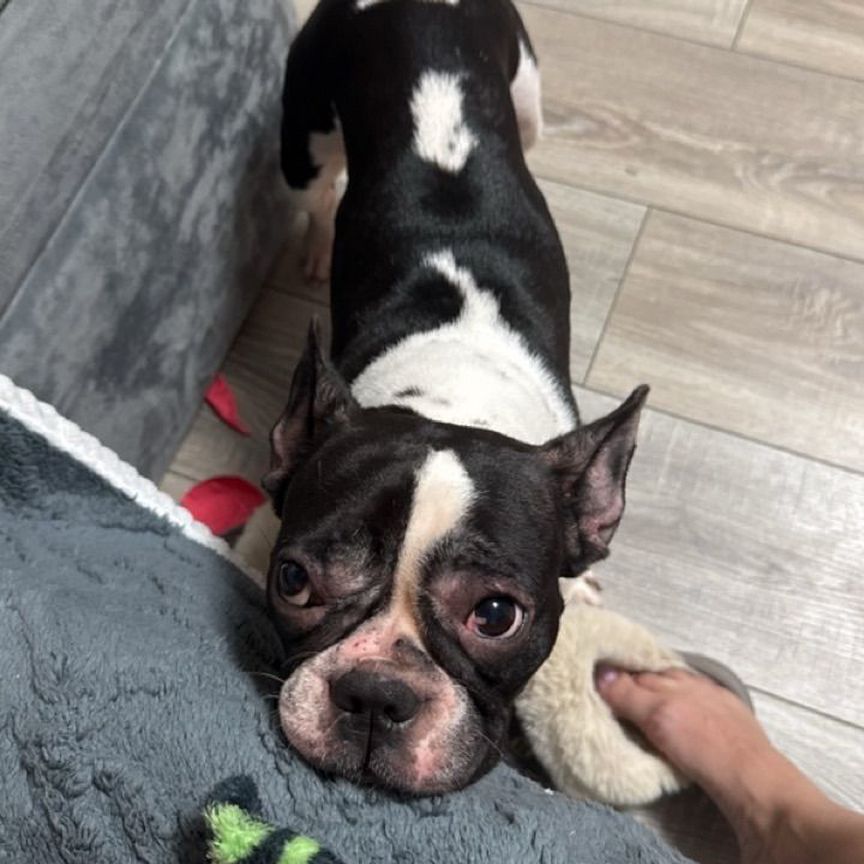 Французский бульдог, взрослая собака