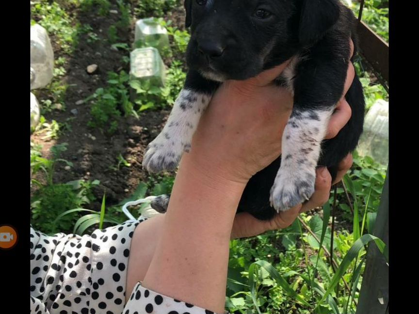 Щеки в добрые руки