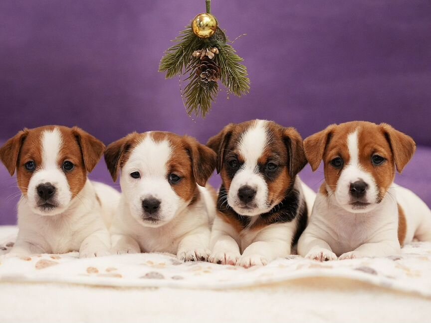 Джек Рассел терьер Мальчики и Девочка