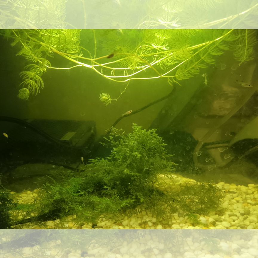 Мальки гуппи