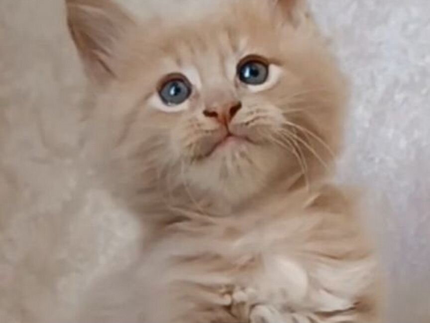 Мэйн Кунятки