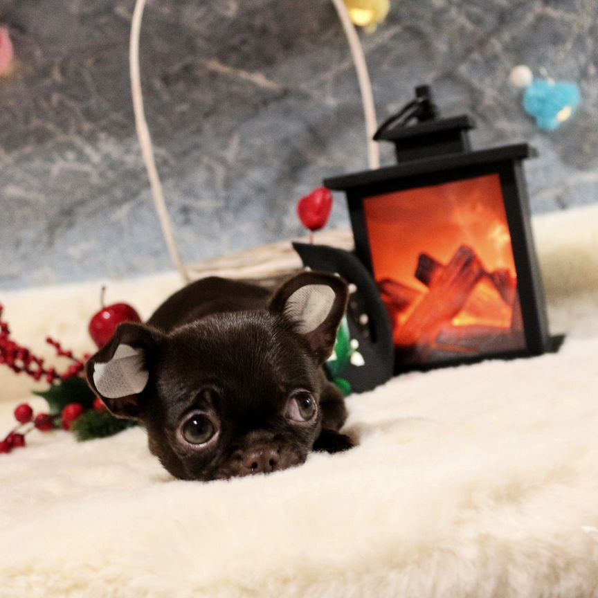 Чихуахуа мини