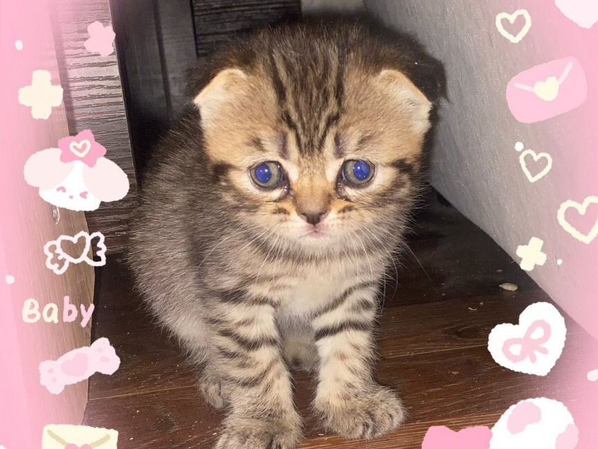 Шотландские котята