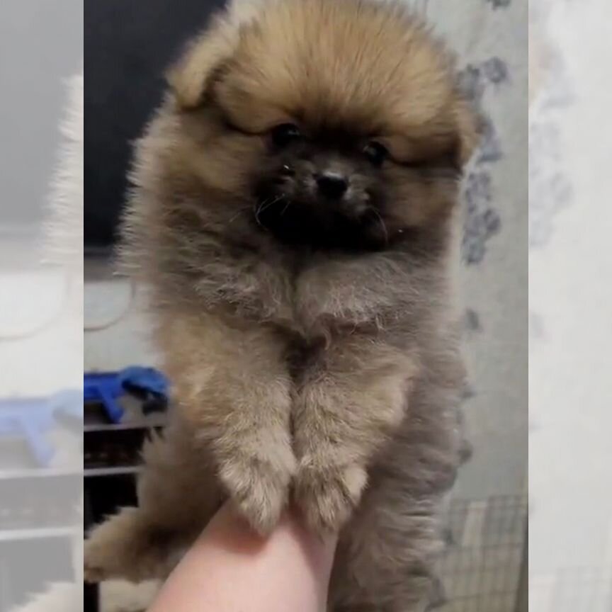 Померанский шпиц, щенок