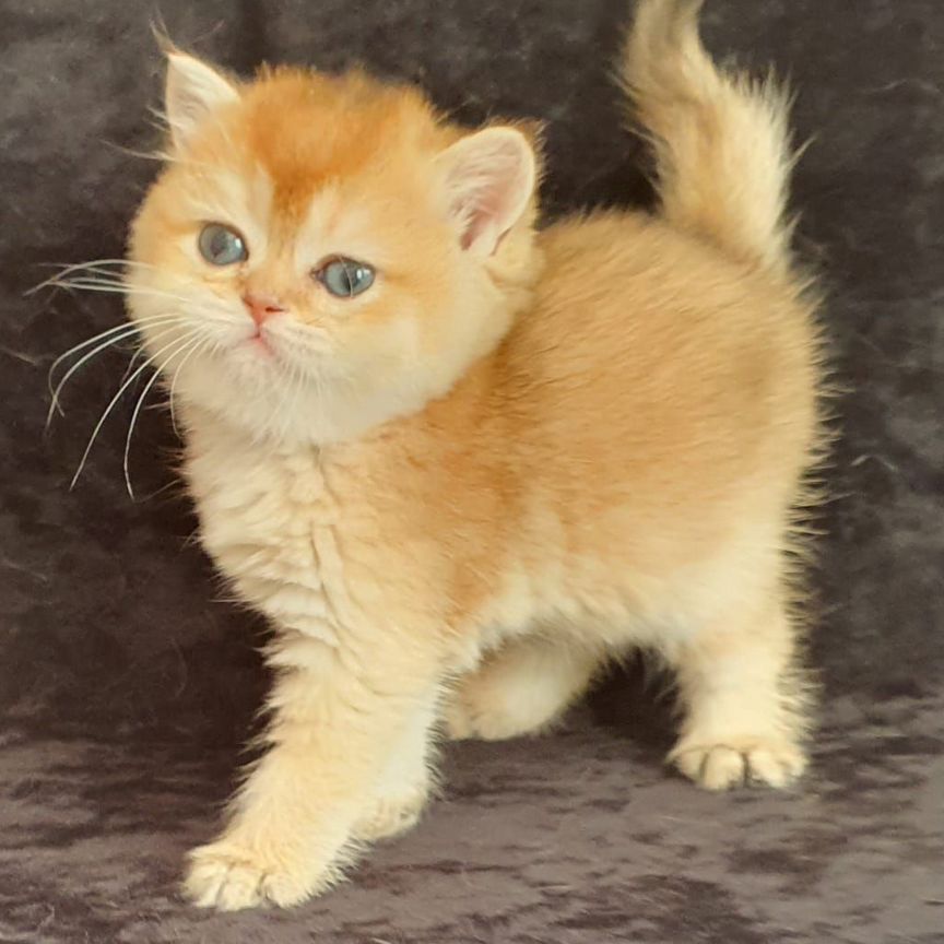 Британский короткошёрстный котёнок