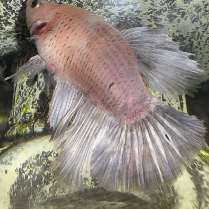 Рыбка петушок самка