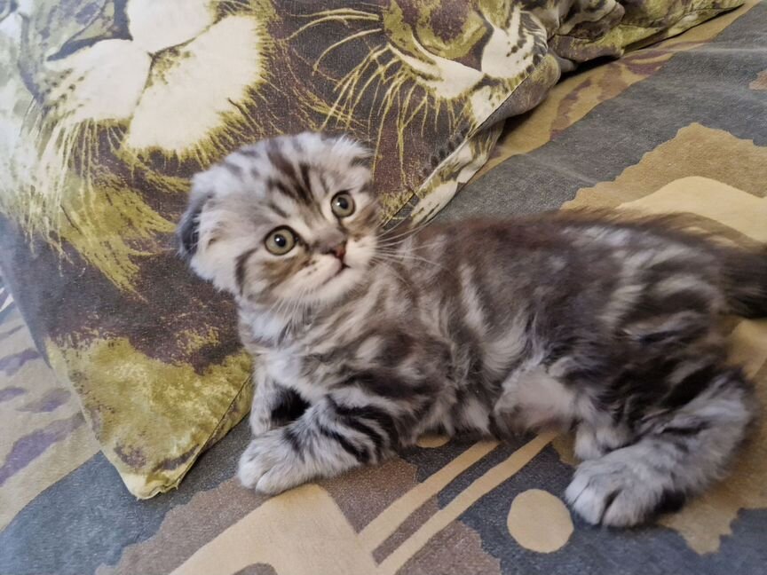 Котята