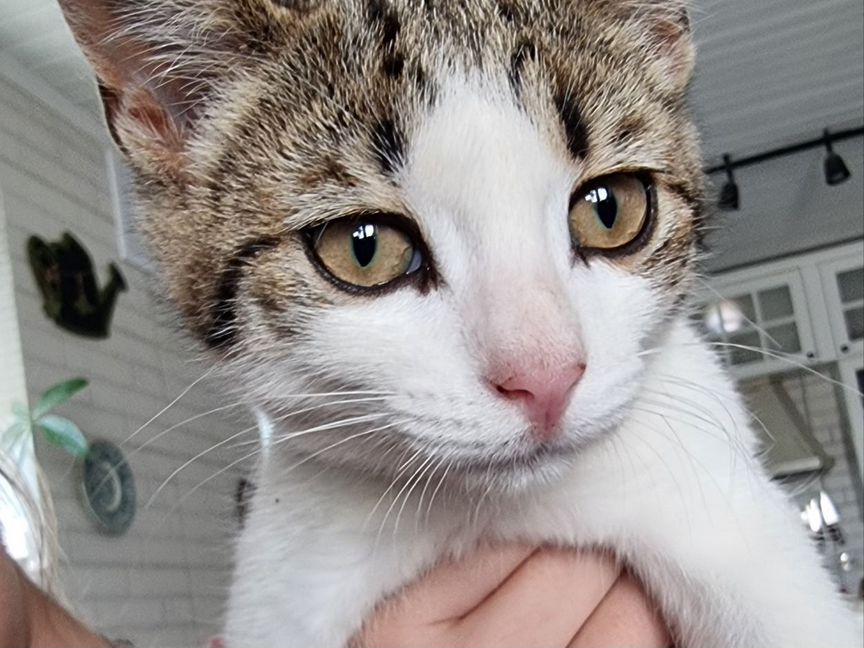Котик в добрые руки