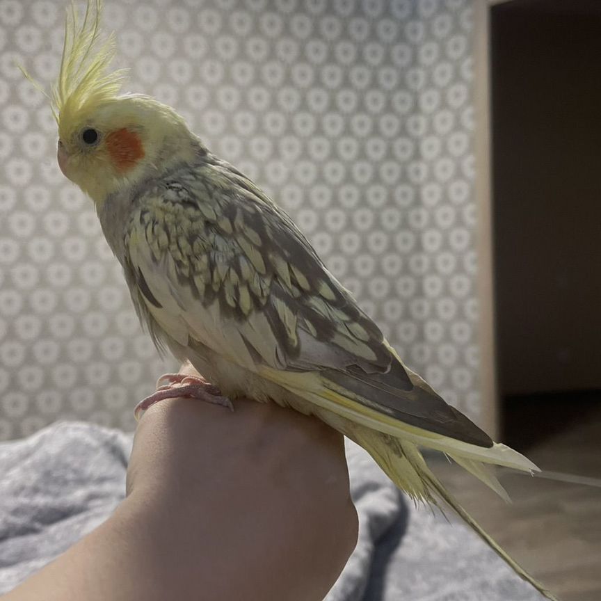 Попугай Корелла девочка