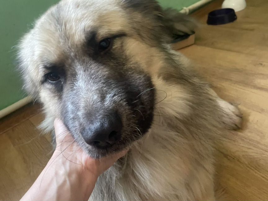 Кавказская овчарка