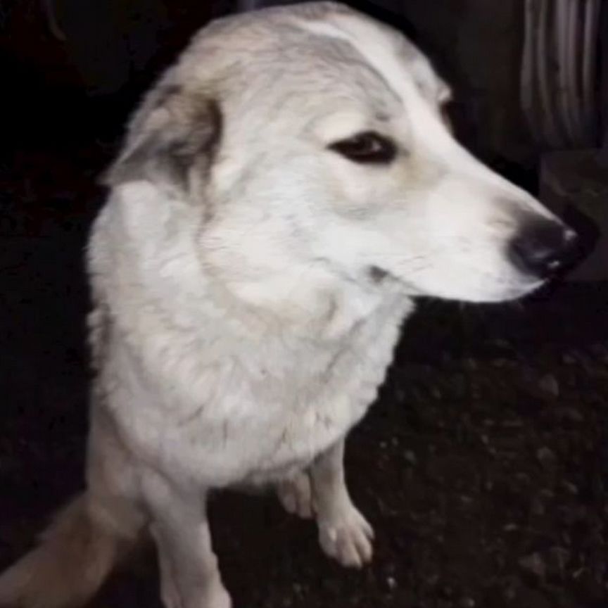 Взрослая собака в добрые руки