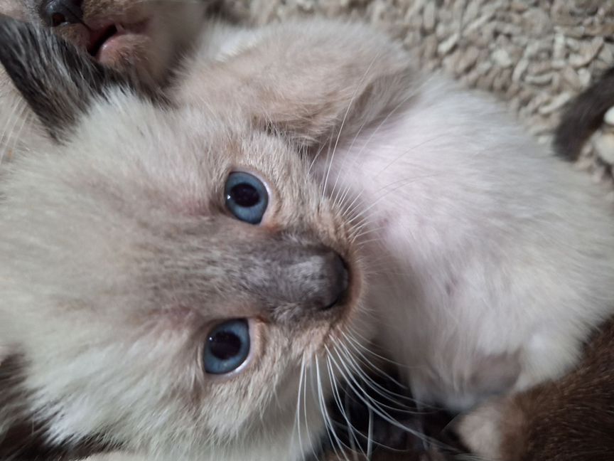 Тайские котята