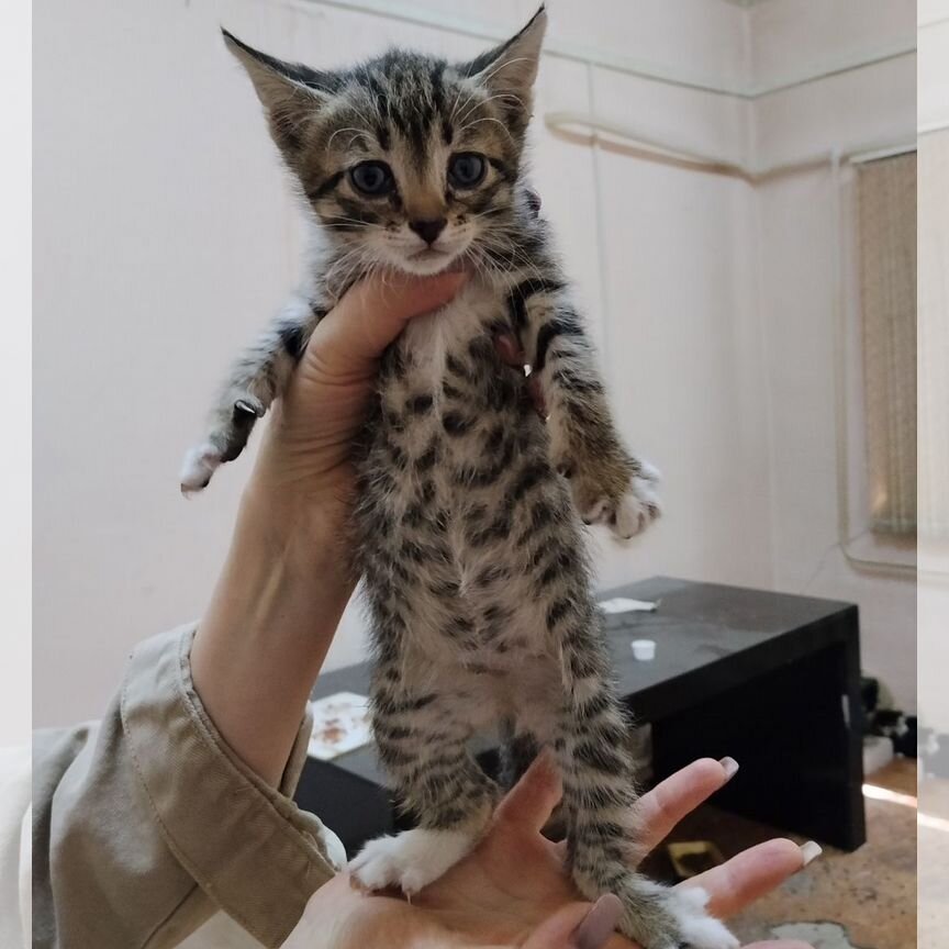 Котёнок в добрые руки