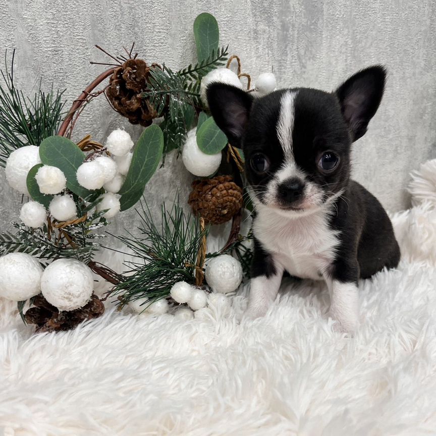 Чихуахуа, щенок