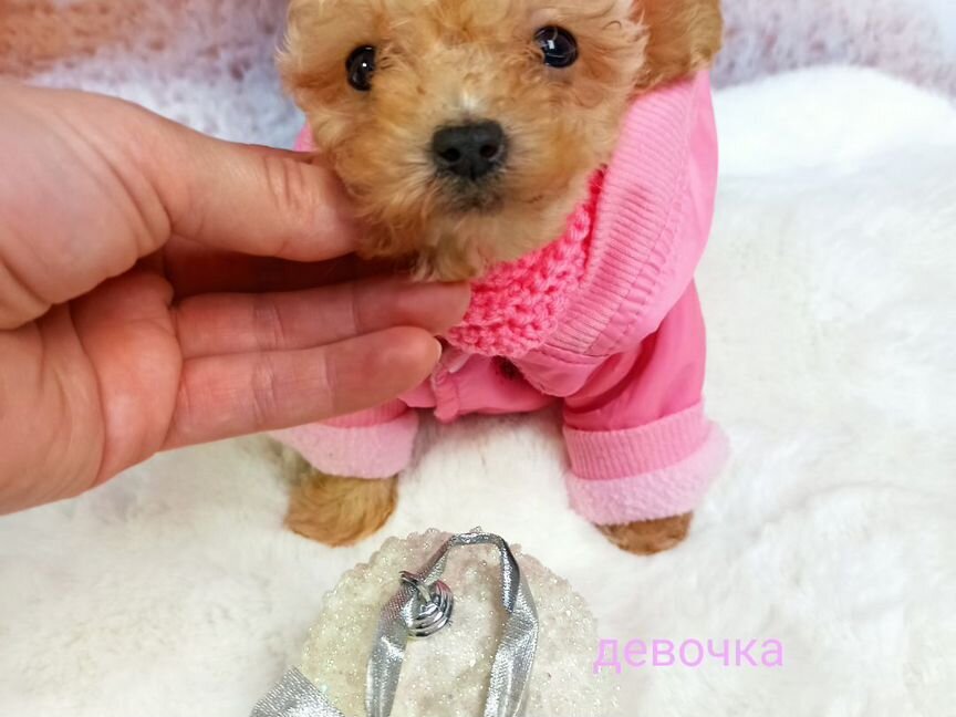 Микро девочка тикап