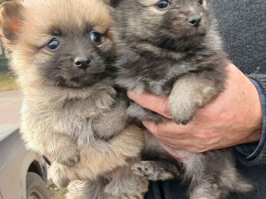 Мишки шпицыки